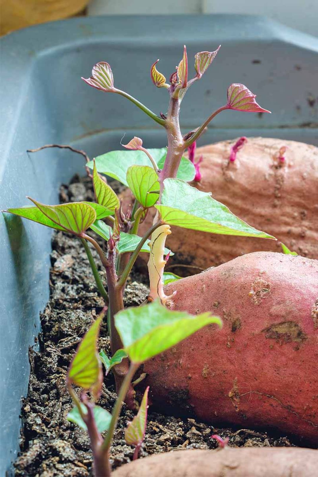 Live Sweet Potato Plant - Rooted Sweet Potato Vine Seedling - Live ...