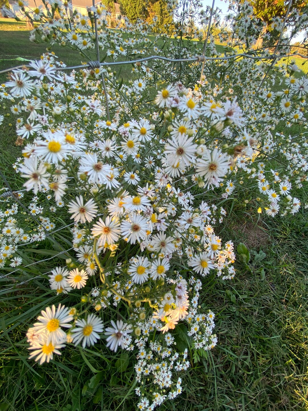 Live Frost Aster/hairy Aster - Symphyotrichum Pilosum - Native ...