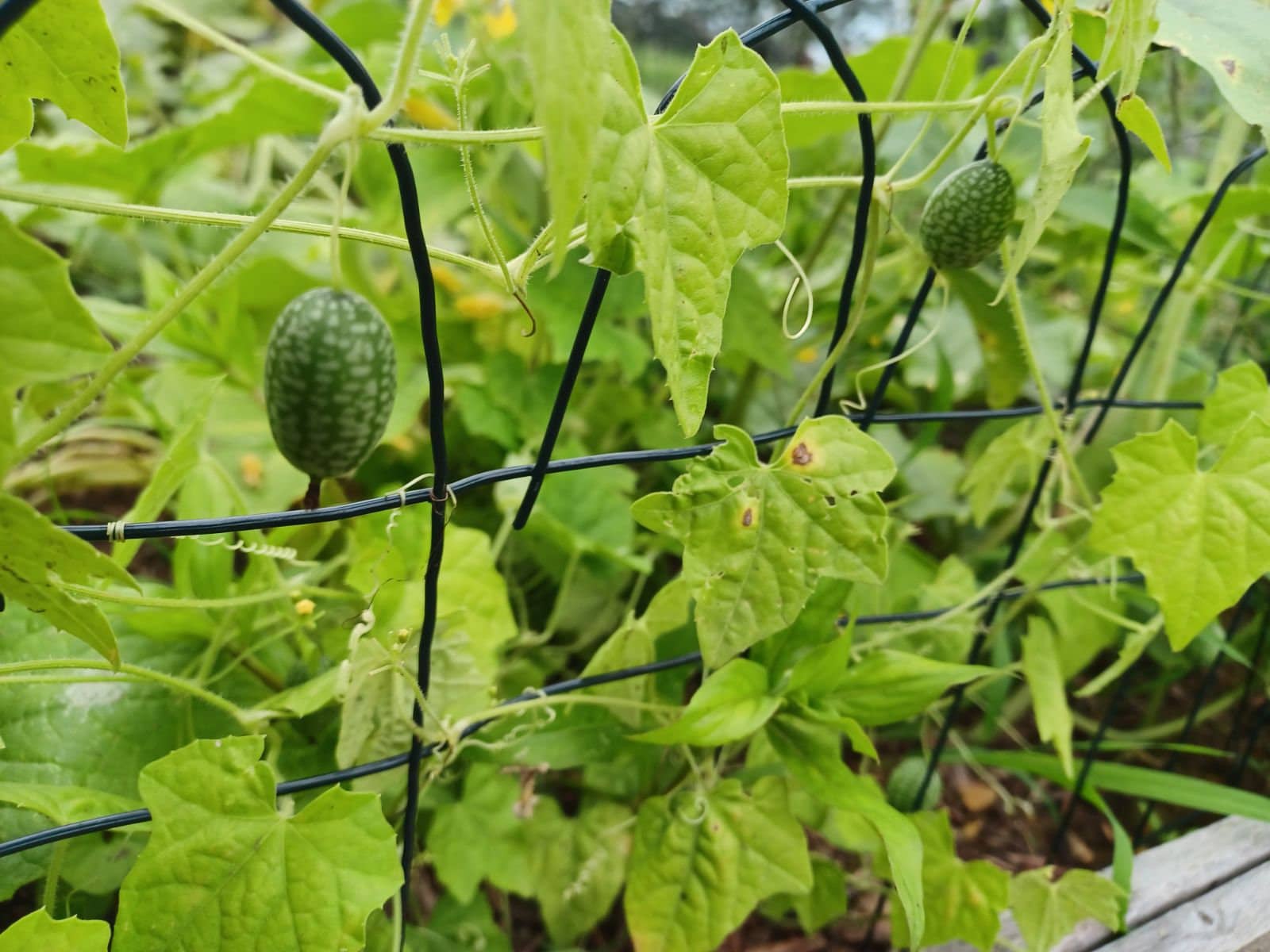 Cucamelon Plant - Mexican Sour Gherkin Seedling - Free Shipping! - Etsy