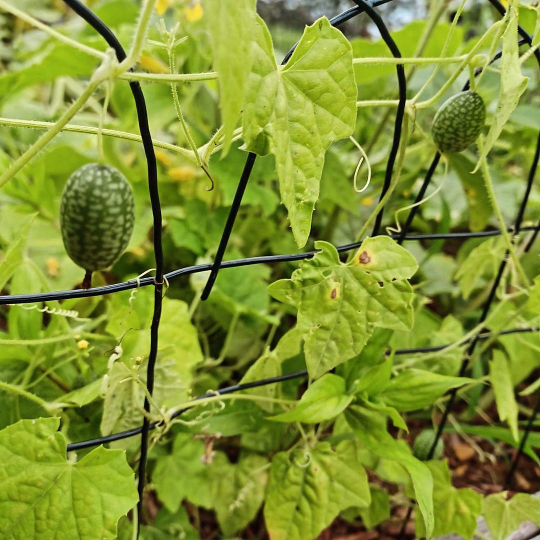 Cucamelon - Mexican Sour Gherkin - Mouse Melon Plant Seeds - 10 Seeds ...