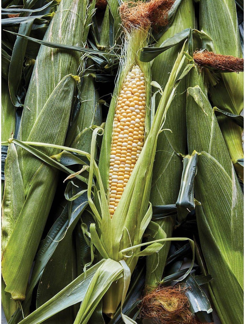 Live Sweet Corn Plant Seedling - Two Live Plants - Free Shipping ...
