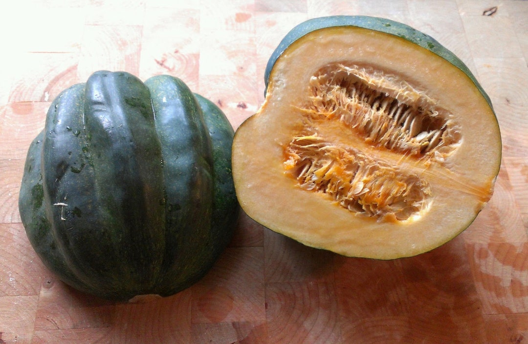 10 Acorn Squash Seeds - Acorn Squash - Winter Squash - Ornamental Gourd ...