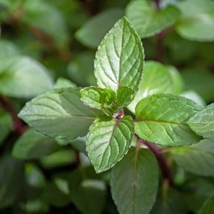 Mint Cuttings One Cutting Each From 38 Mint Variations Water ...