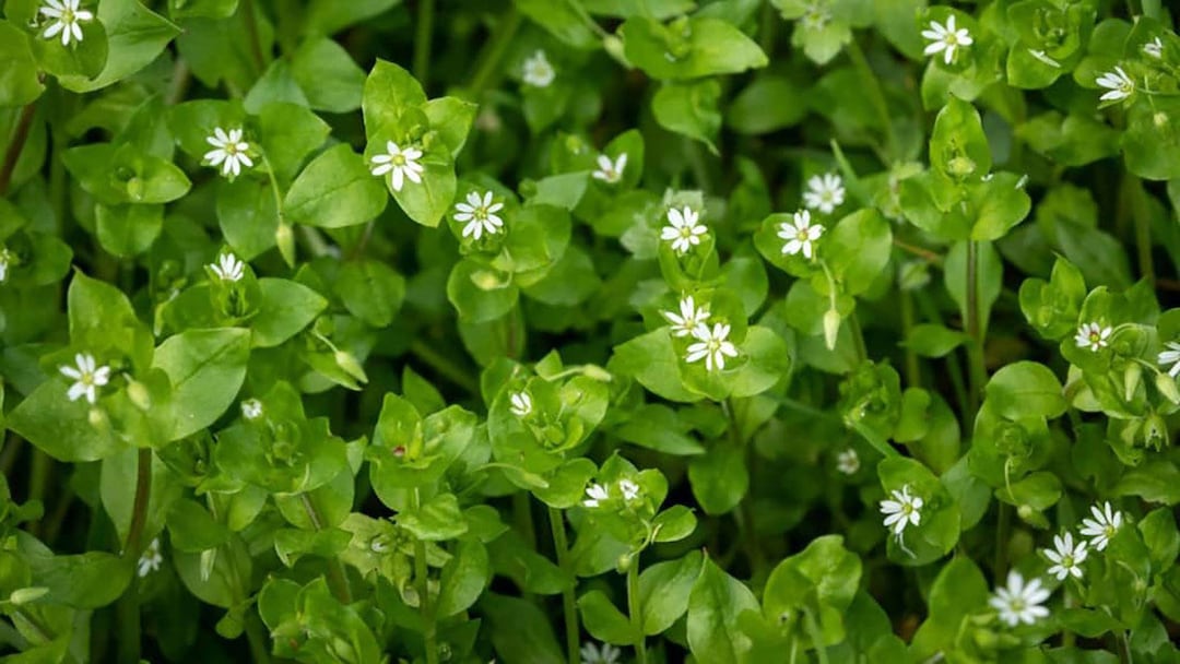 Live Chickweed - Live Plant - Rooted - Edible Foraging - Groundcover ...