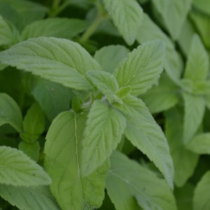 Mint Cuttings One Cutting Each From 38 Mint Variations Water ...