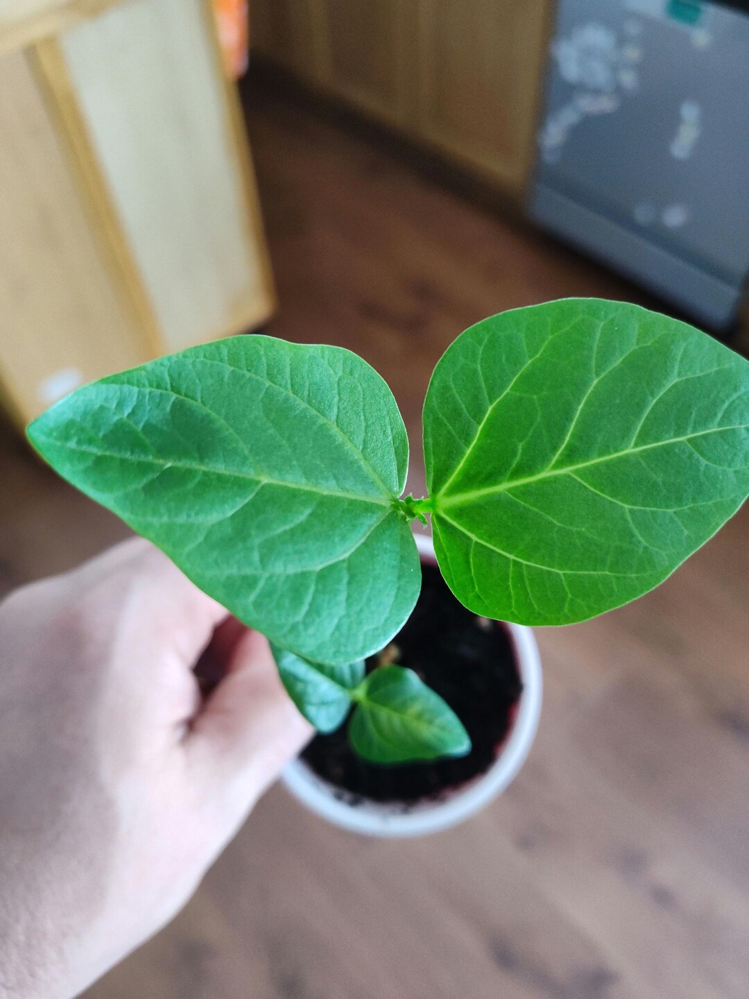White Half Runner Bean Seeds - 25 Seeds - Free Shipping! - Etsy
