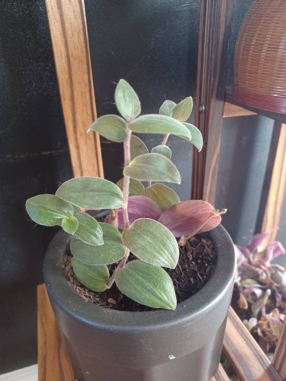 Rare Fuzzy Baby Bunny Bellies 4 Cutting for Water Propagation Free ...