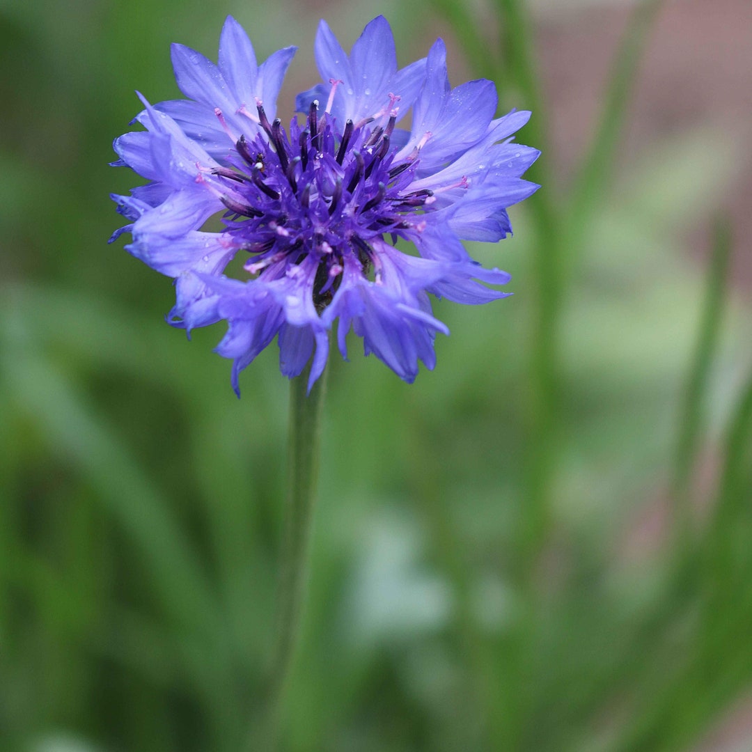 Bachelor Button Flower Seeds 25 Seeds Free Shipping - Etsy