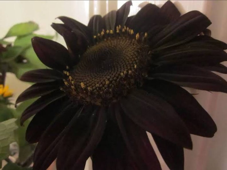 Live Black Sunflower Plant Black Sunflower Seedling Live - Etsy