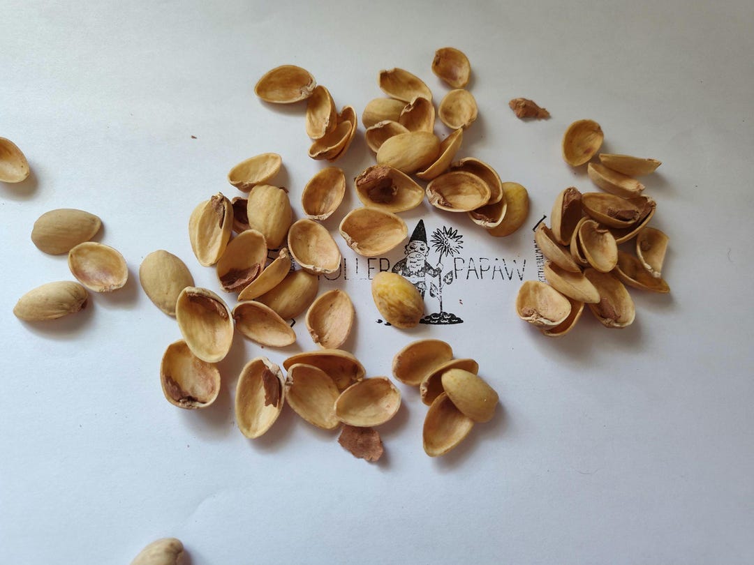 Pistachio Shells - Shells for Crafting - Composting - Pest Repellent ...