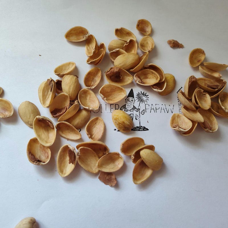 Pistachio Shells - Etsy