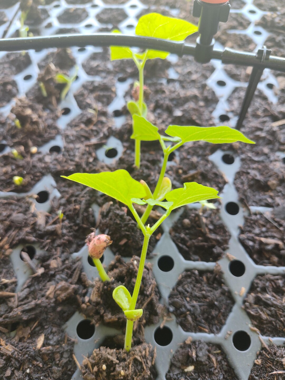 Live State Half Runner Bean Plant Seedling - State Half Runners - 2 ...