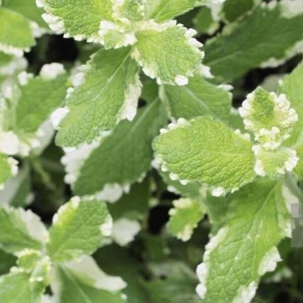 Pineapple Mint - Etsy