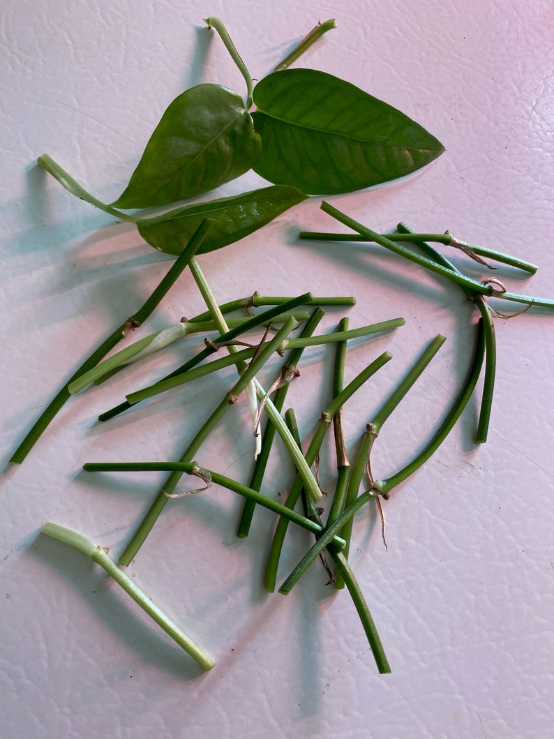 Cebu Blue Pothos Cuttings Cebu Blue Pothos Node Propagation - Etsy