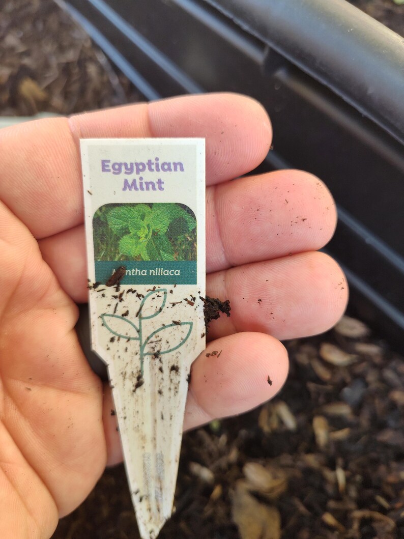 Egyptian Mint Cutting - Egyptian Mint - Mentha X Rotundifolia - Water ...