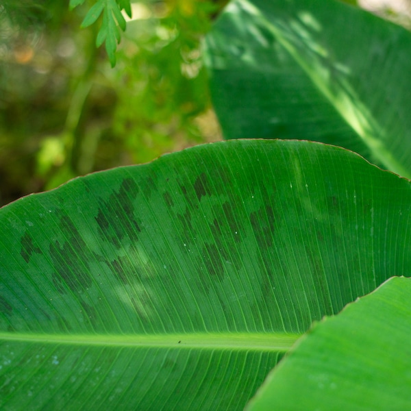 Variegated Banana Tree Musa - Etsy