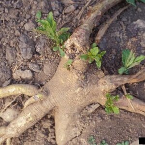 Fresh American Pokeweed Plant Root 1 Pokeweed Root Phytolacca Americana ...