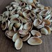 Pistachio Shells - Shells for Crafting - Composting - Pest Repellent ...