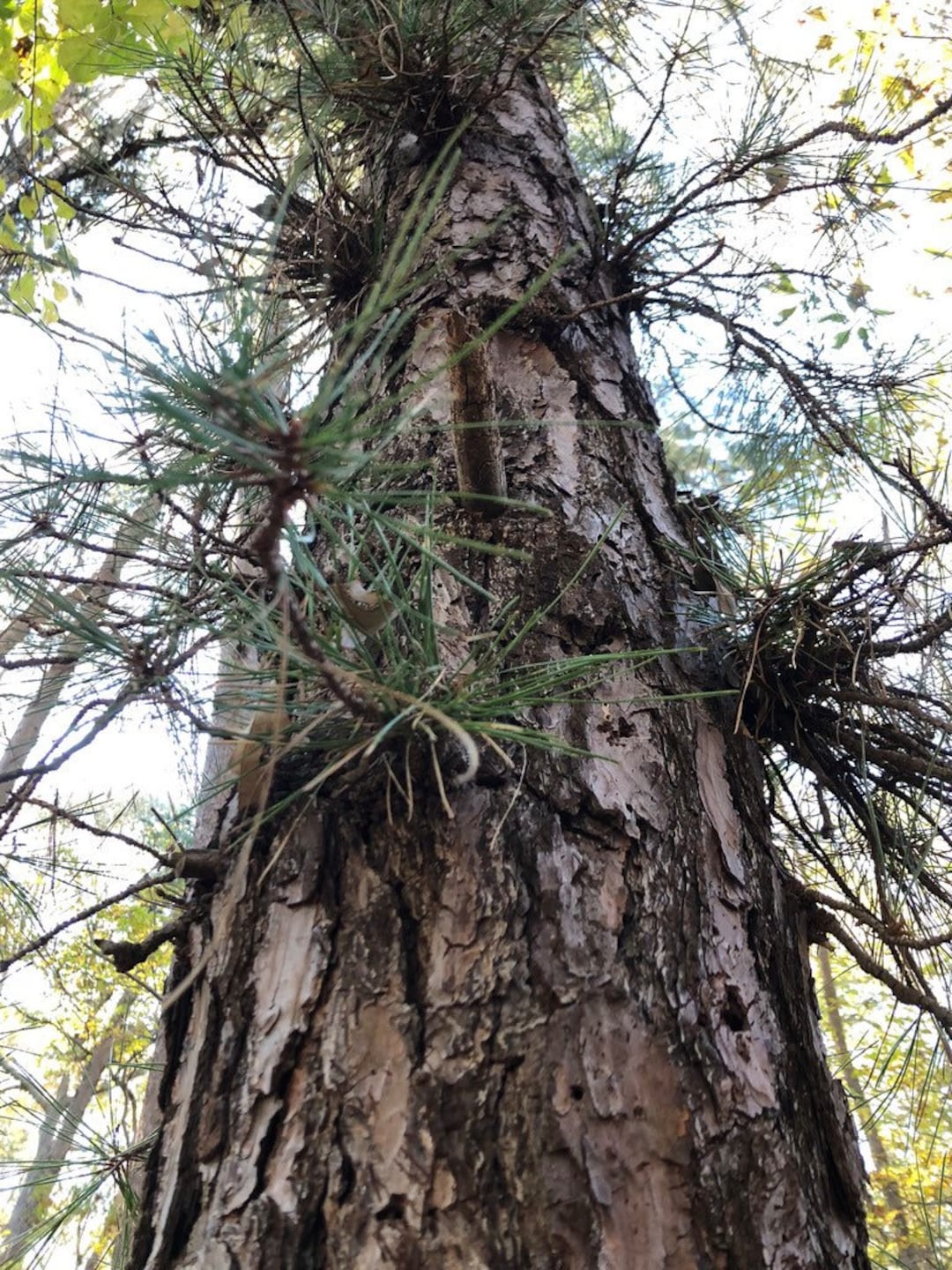 Live Pine Tree Seedling - Evergreen Seedling - Free Shipping! [SHIPS IN ...