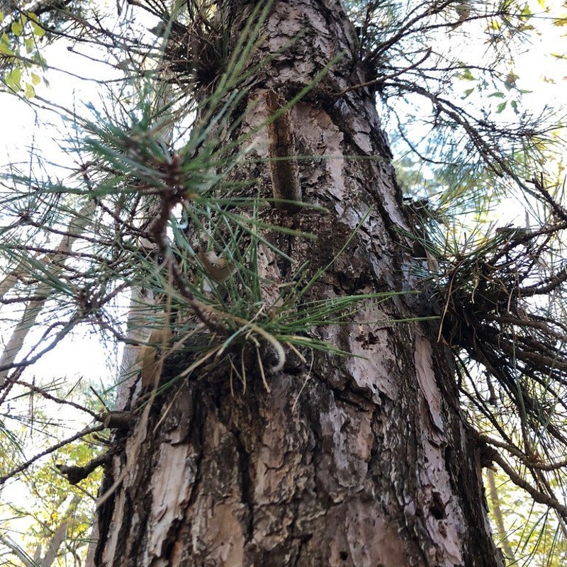 Tree Seedling - Etsy