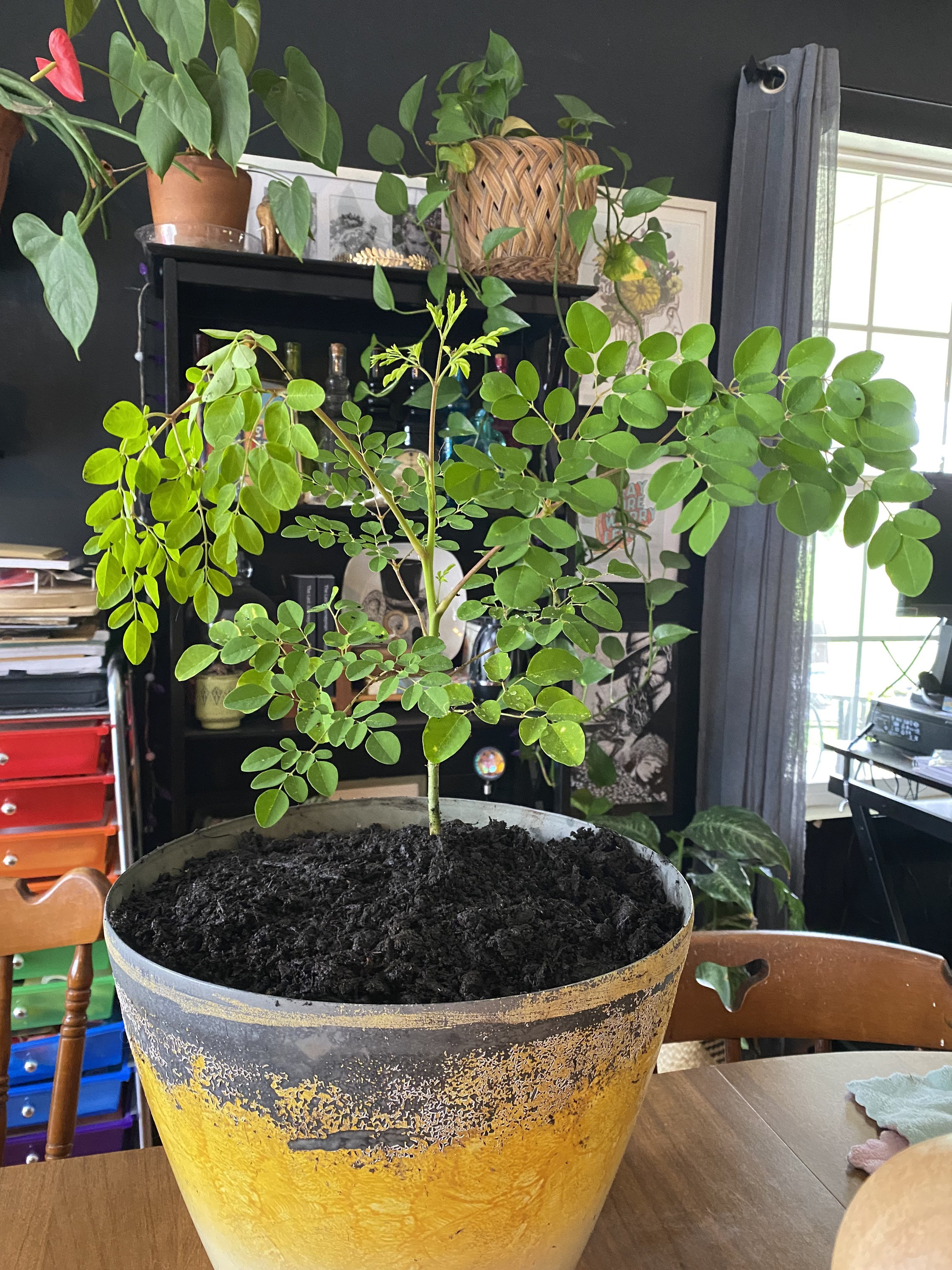 Moringa Oleifera Moringa Tree Seedling Miracle Tree Tree - Etsy