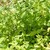 Catmint Cutting Catmint Nepeta Water Propagation Free Shipping - Etsy