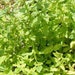 Catmint Cutting Catmint Nepeta Water Propagation Free Shipping - Etsy