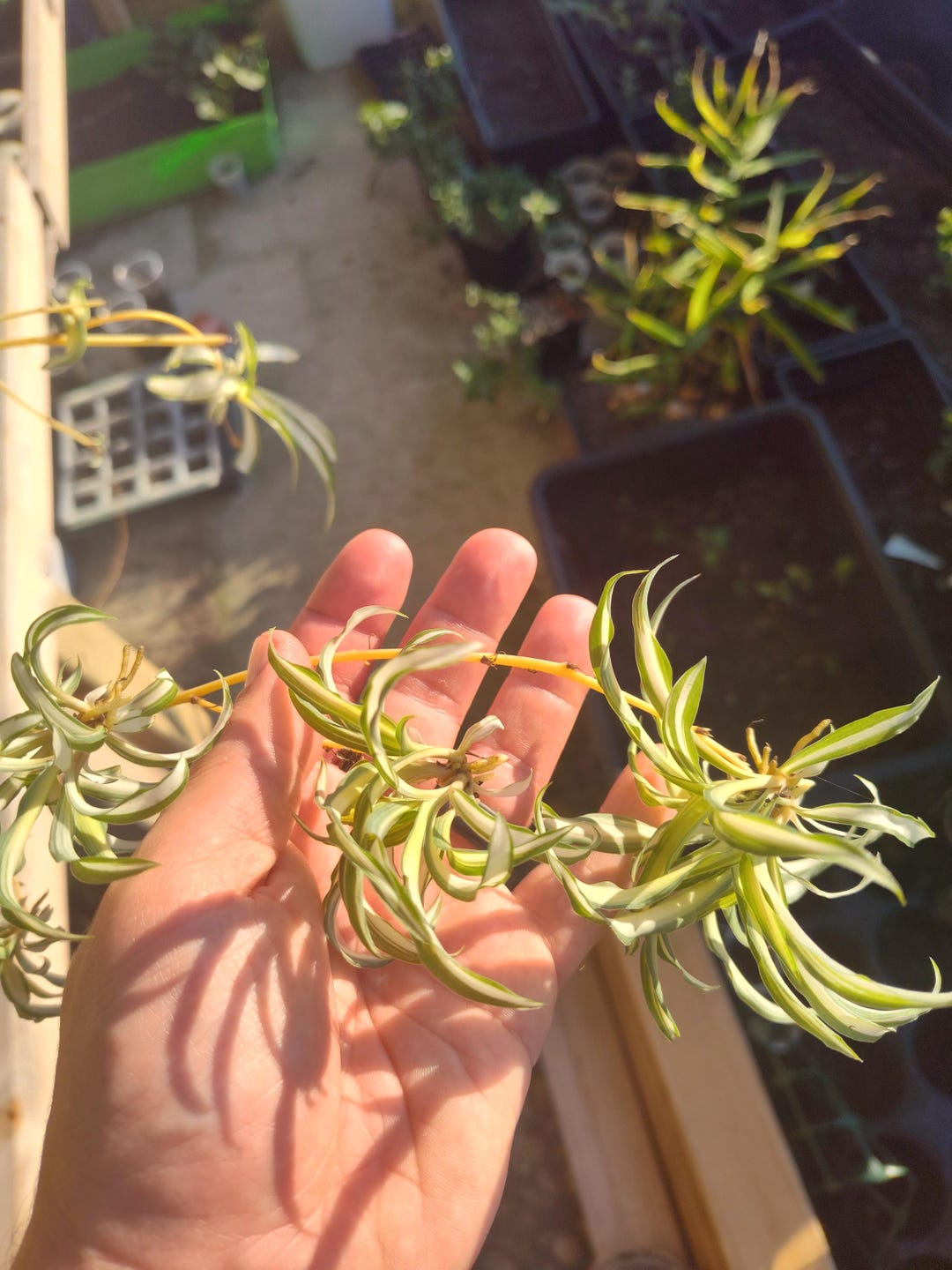 Spider Plant Spiderlings Chlorophytum Comosum 3 Spider Plant Cuttings ...