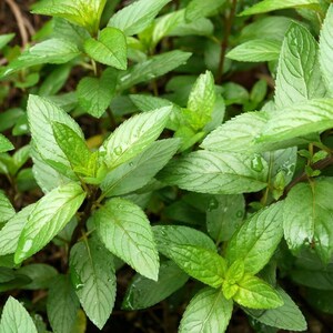 Mint Cuttings One Cutting Each From 38 Mint Variations Water ...