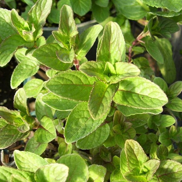 Wintergreen Plant - Etsy