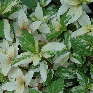 Mint Cuttings One Cutting Each From 38 Mint Variations Water ...