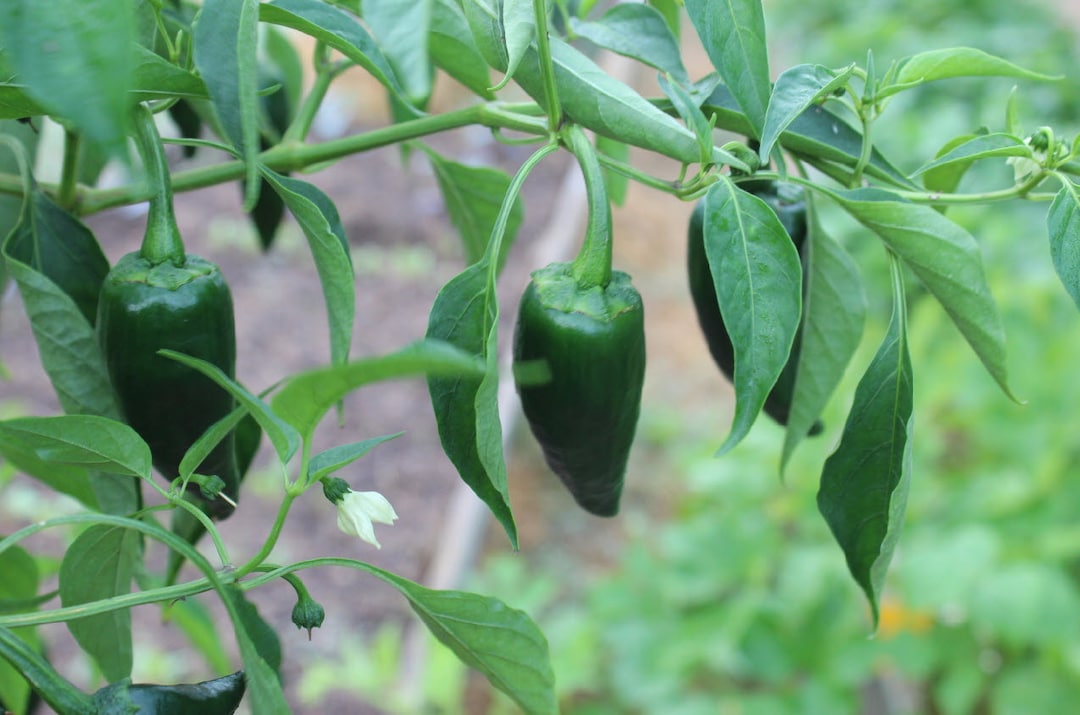Poblano Pepper Seedling - Poblano Pepper Plant - One Live Seedling ...