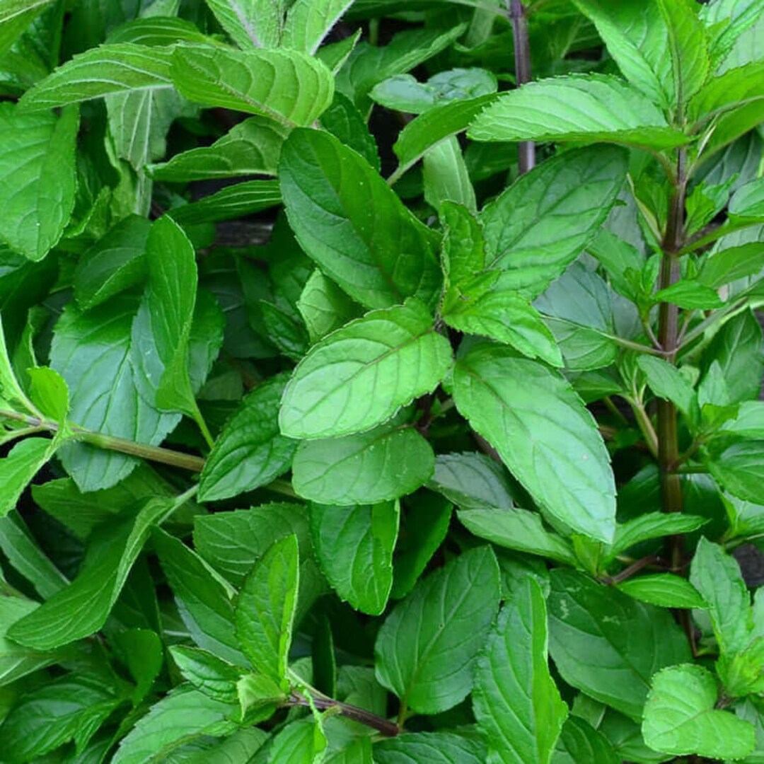 Scotch Mint Cutting Mentha X Gracilis Gingermint Water Propagation Free ...