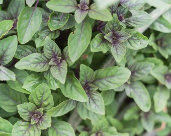 Variegated African Blue Basil - Etsy