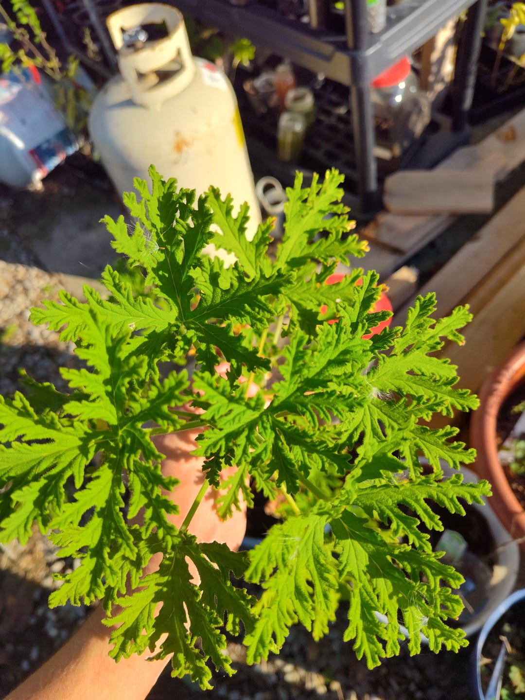 Citronella Plant Starter - One Rooted Citronella Plant - Free Shipping ...