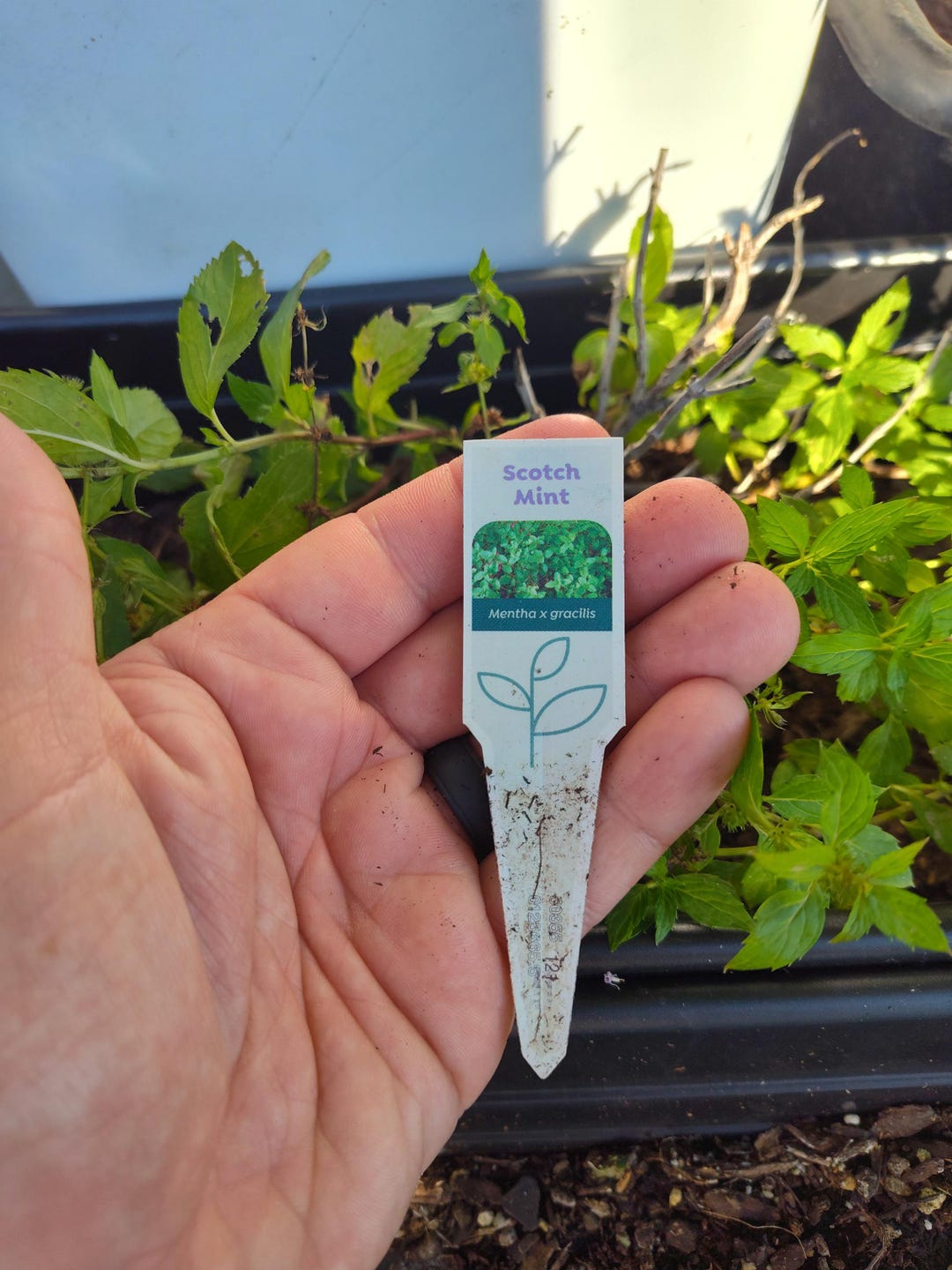 Scotch Mint Cutting - Mentha X Gracilis - Gingermint - Water ...