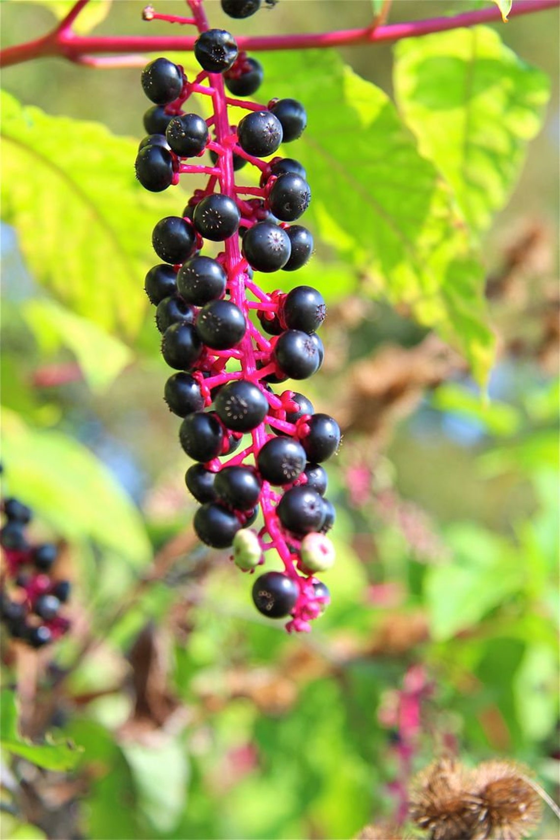 Fresh American Pokeweed Plant Root - 1 Pokeweed Root - Phytolacca ...