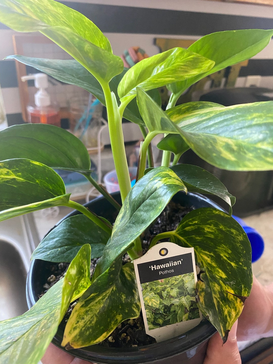 Hawaiian Pothos - Cutting for Water Propagation - Free Shipping! [ships ...