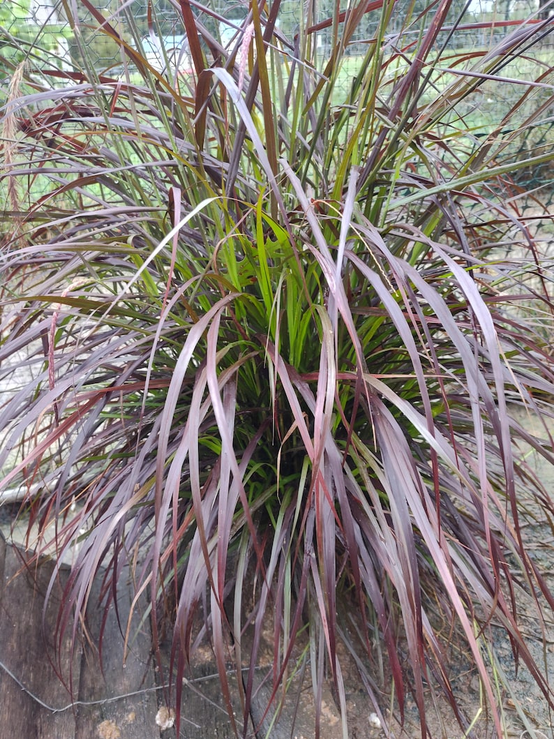 Purple Fountain Grass Seeds - 25+ Seeds - Free Shipping! - Etsy