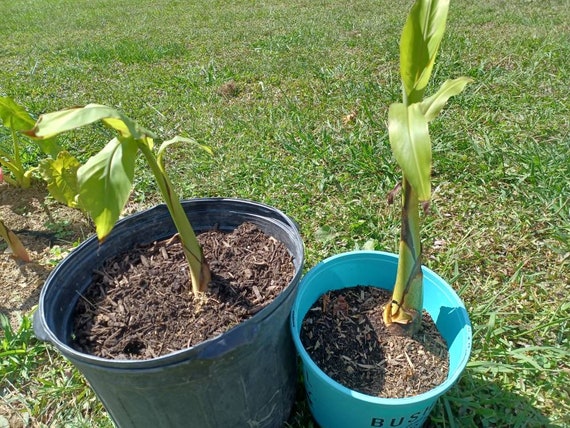 Banana Tree Pups Banana Tree Seedlings 24 - Etsy