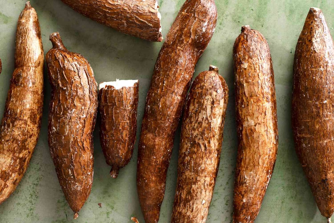 Yucca Cassava Root - 3 Oz. Organic Yuca Cassava Root - One Cutting ...