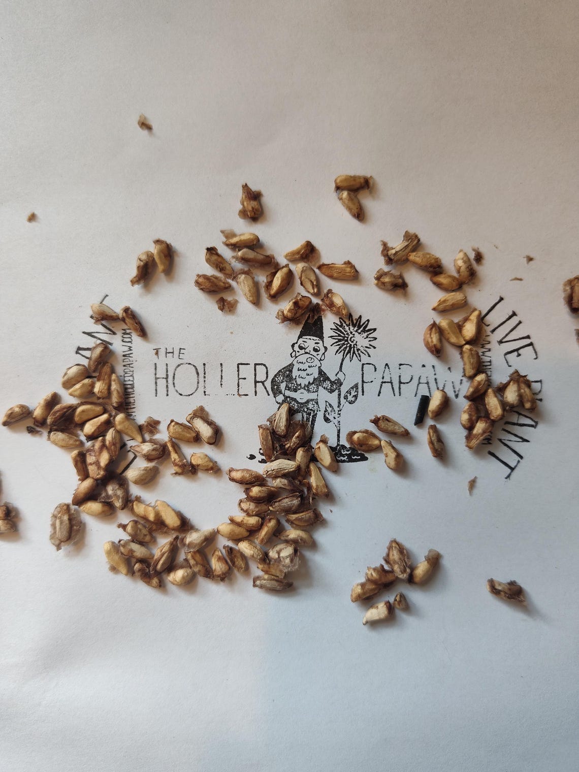 Live Pomegranate Tree Seedling - Grow Your Own Pomegranate Tree - 1 ...
