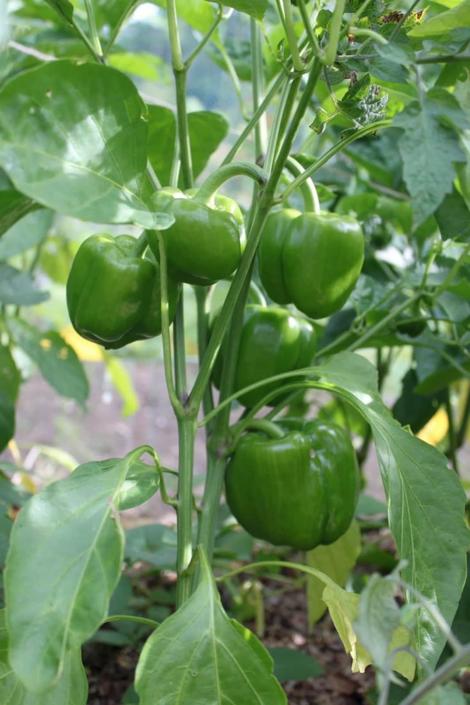 Green Bell Pepper Seeds - 25 Seeds - Green Bell Pepper - Free Shipping ...