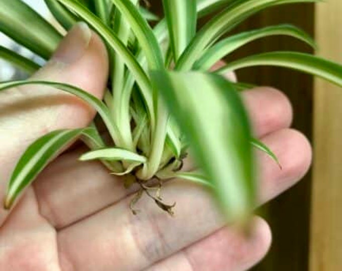 Spider Plant Spiderlings Chlorophytum Comosum 3 Spider Plant Cuttings ...