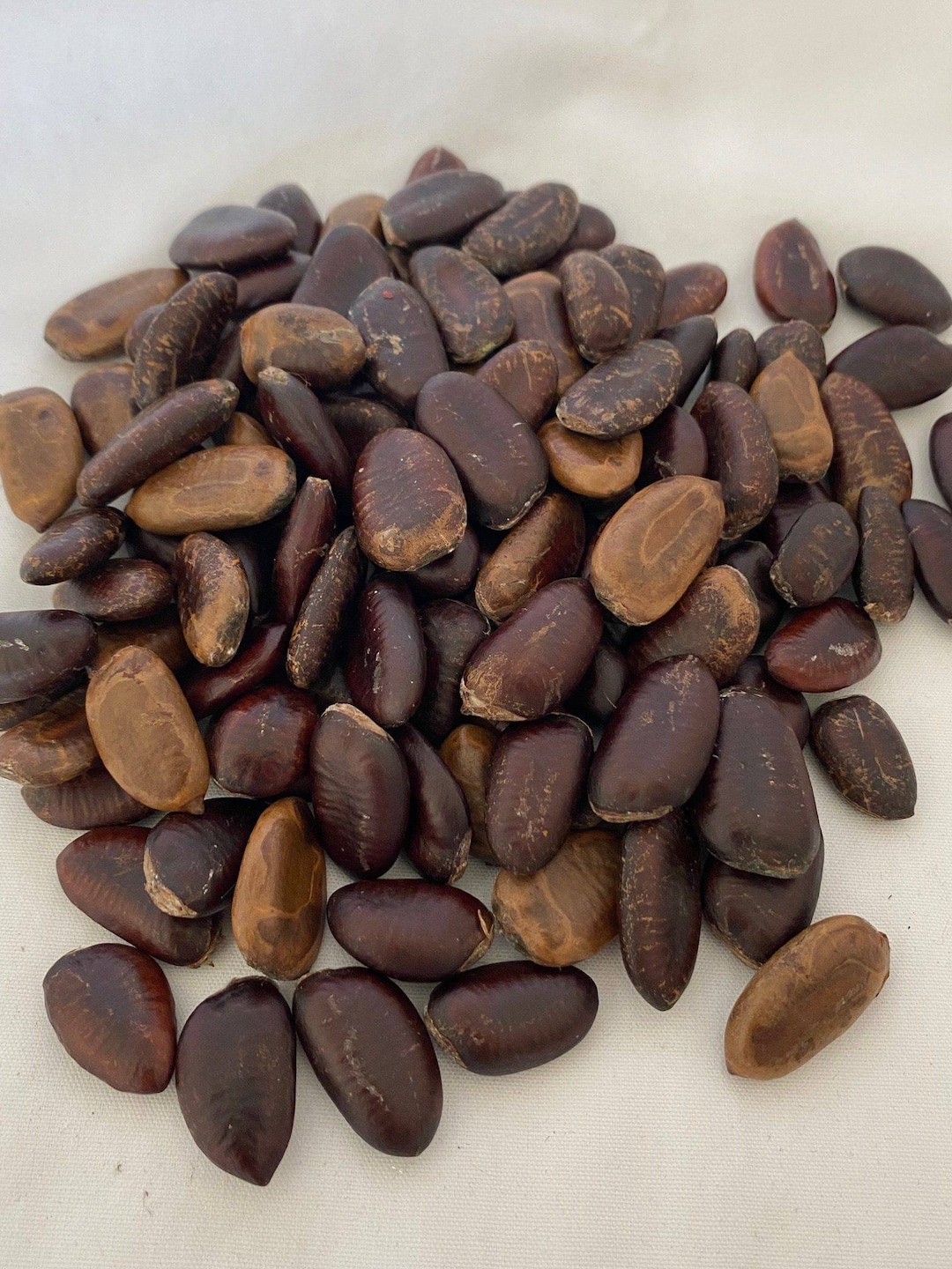 Paw Paw Fruit Tree Seeds - 4 Seeds per Order - Already Cold Stratified ...