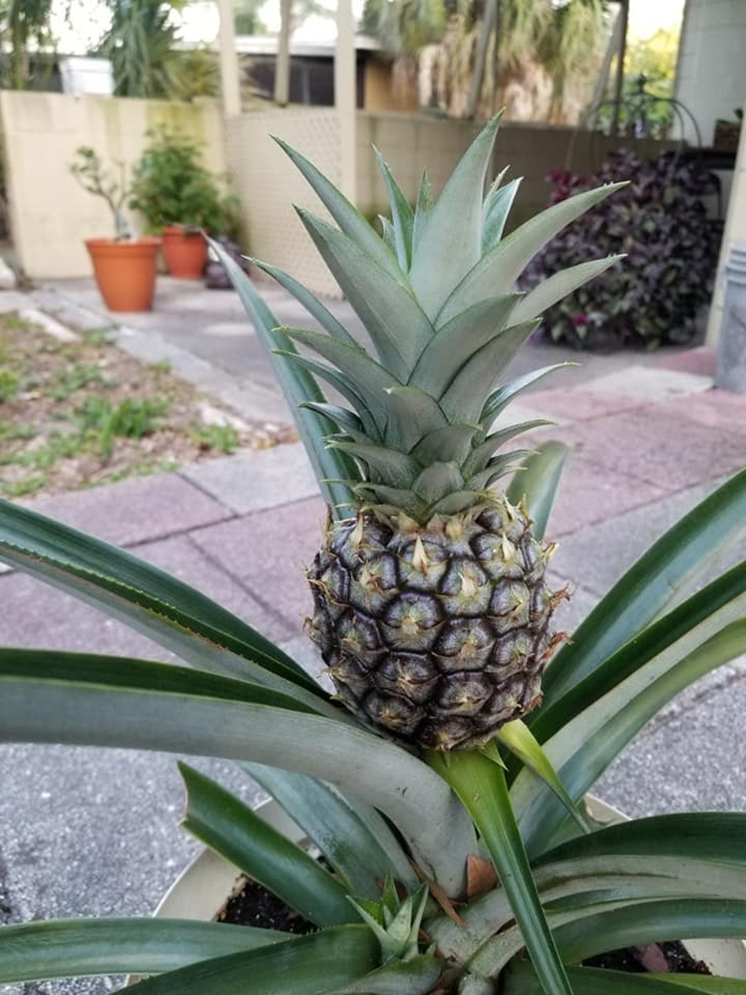 Live Pineapple Plant - Live Pineapple Plant Starter - Rooted Pineapple ...