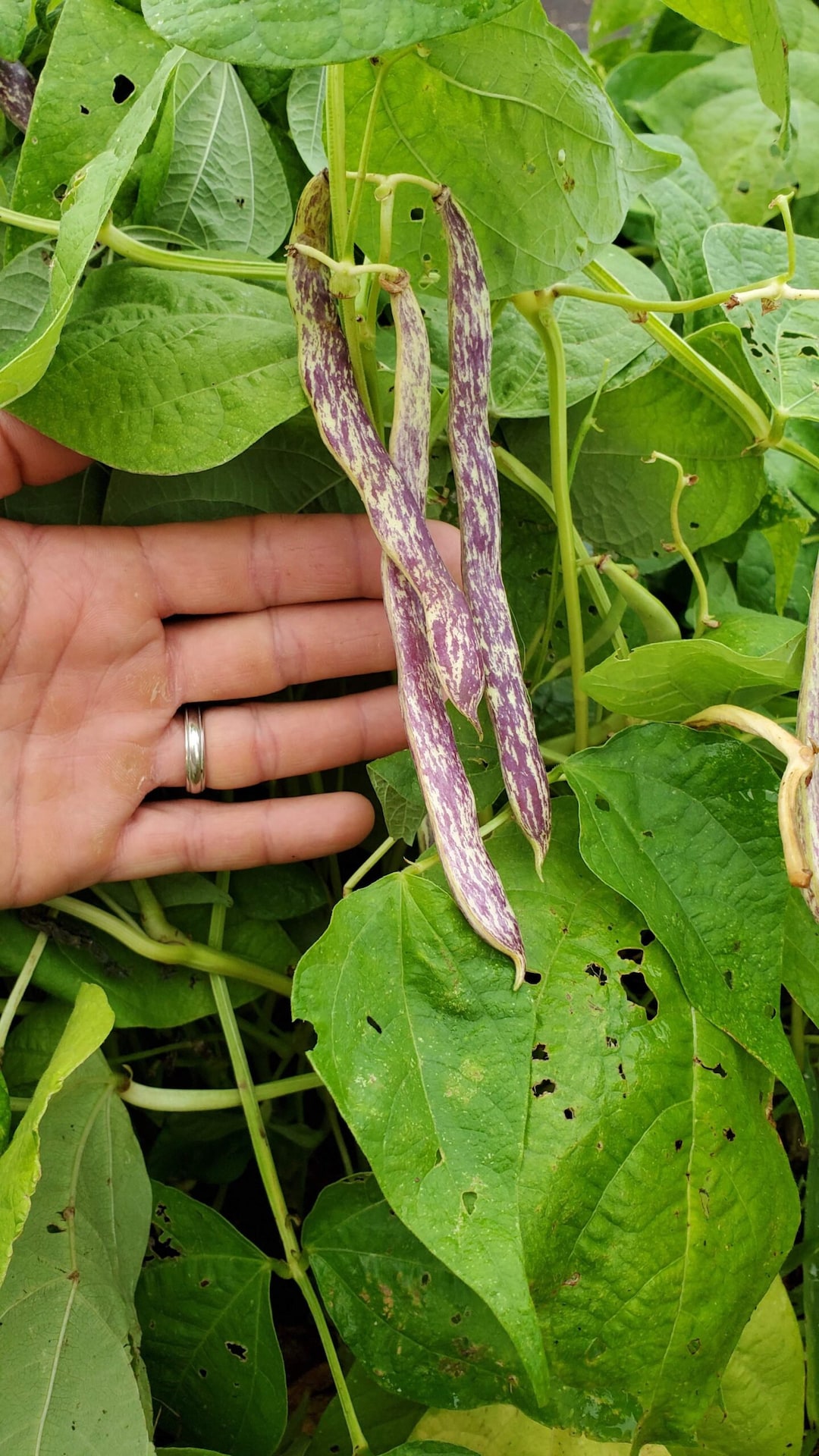 Live Dragon Tongue Bush Bean - 1 Dragon Tongue Bush Bean Plant - Free ...