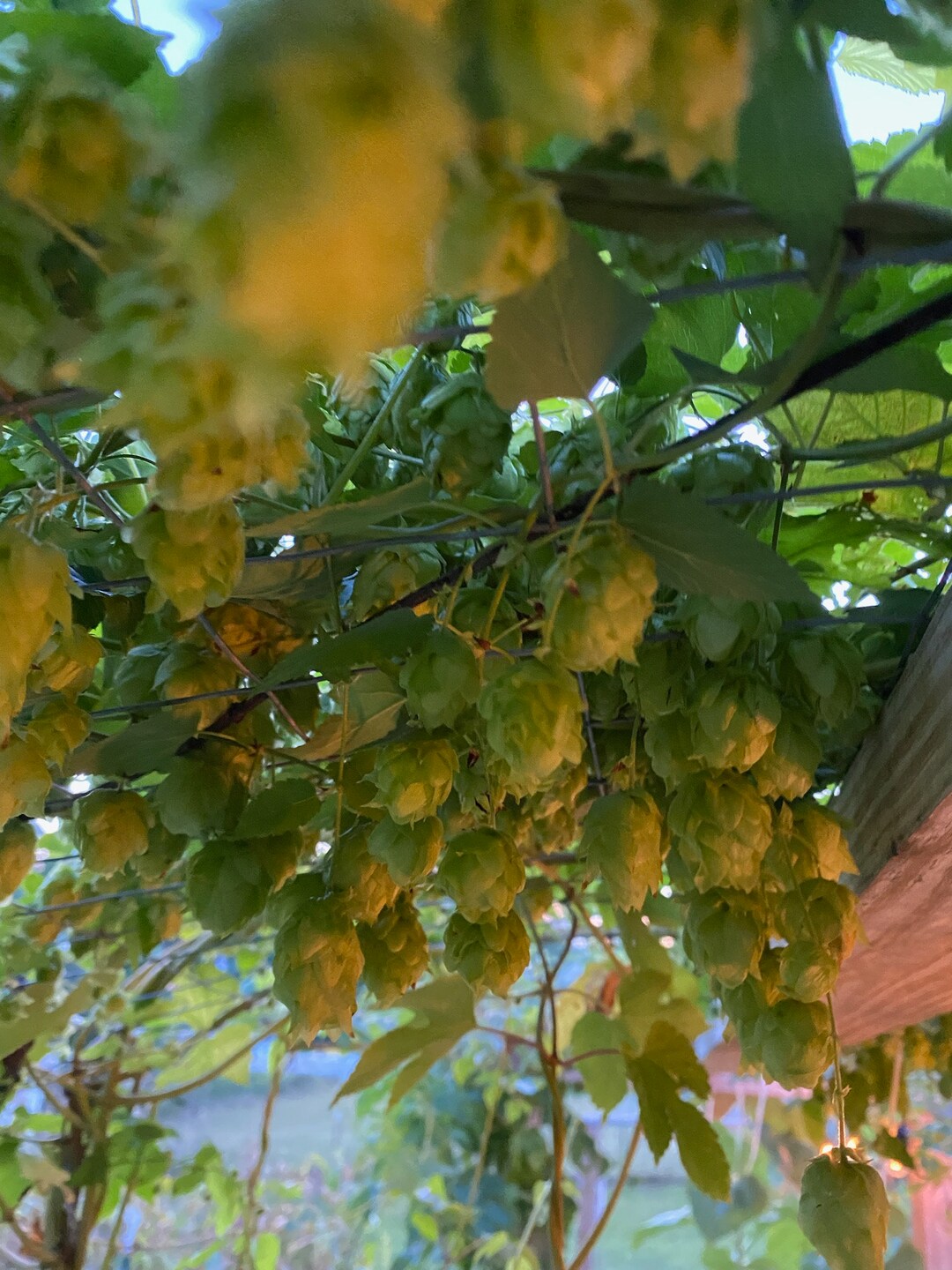 Dried Hops - 1 Oz Dried Beer Hops - Free Shipping! - Etsy