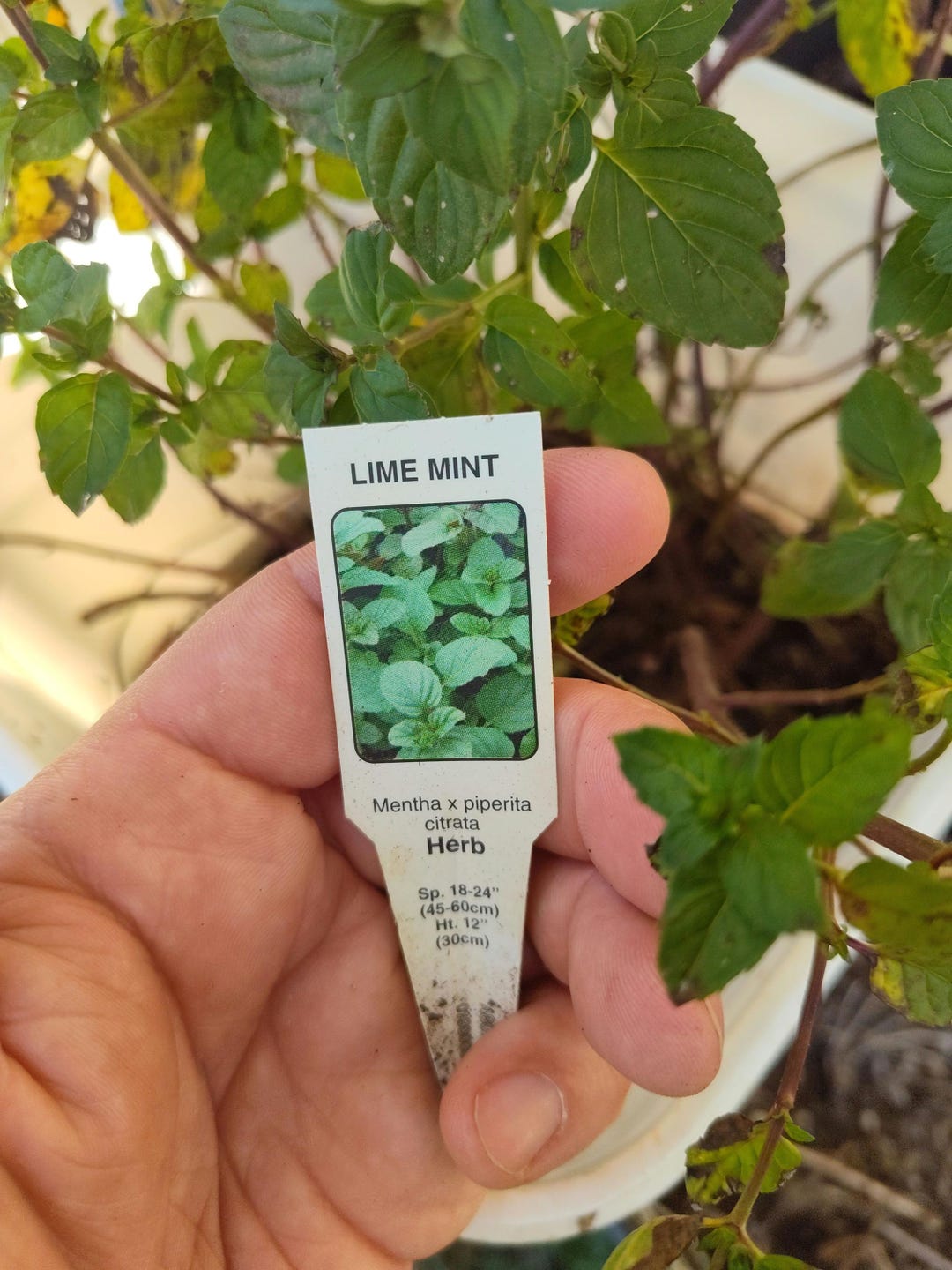 Lime Mint Cutting - Mentha X Piperita F. Citrata - Live Mint - Water ...