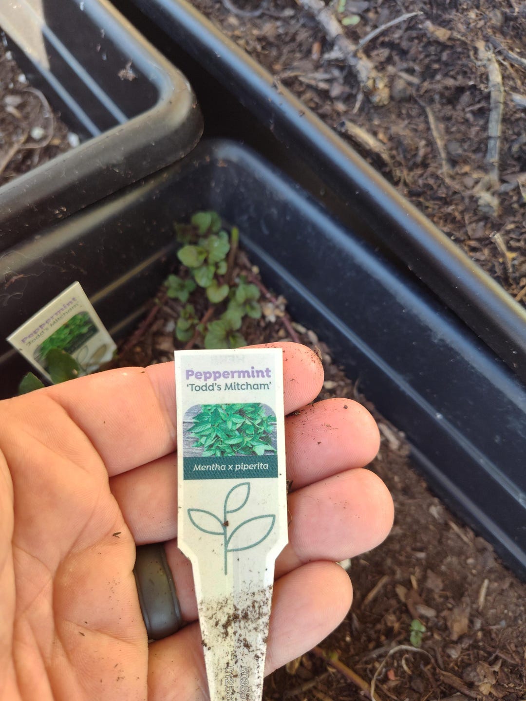 Todd's Mitcham Peppermint Cutting - Black Mitcham Mint - Water ...